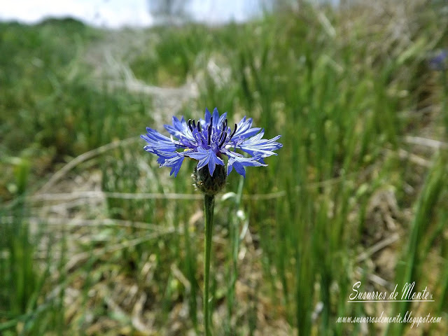 Susurros de Monte: Aciano azul (Centaurea cyanus)