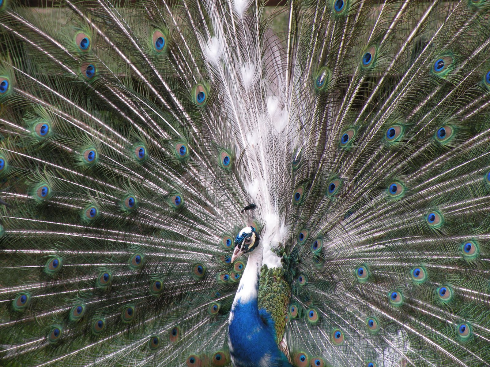 Miky's Photos: pasarele