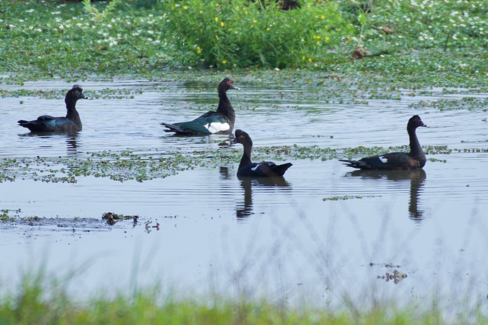 Jan Axel's Blog: A Visit to Finca Los Lagos (aka Ibis-Land)
