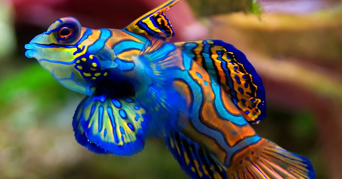 Peixe Mais Bonito Do Mundo - FDPLEARN