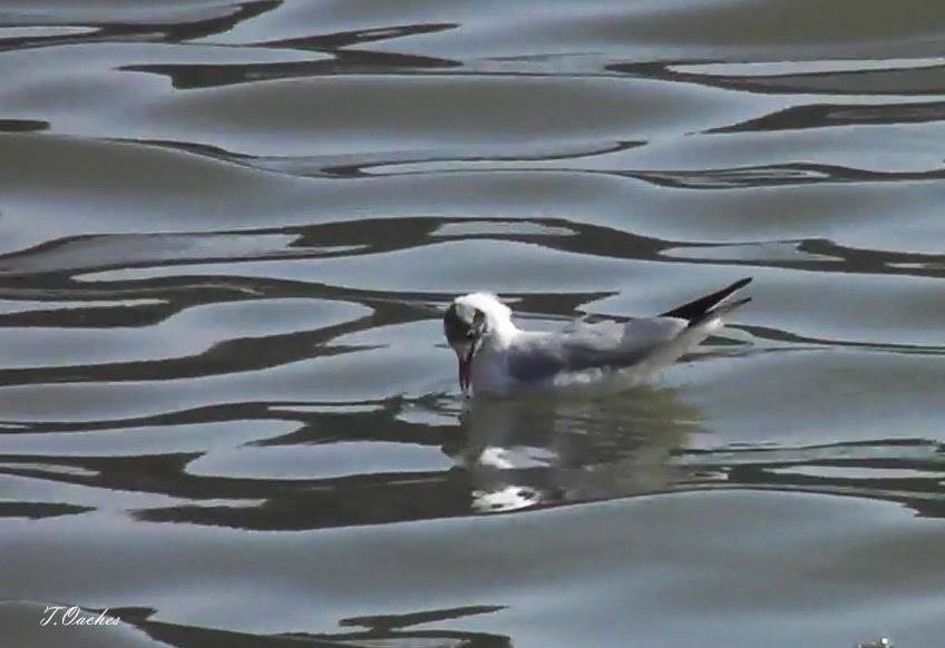 PASARI DIN ROMANIA: PESCARUSUL RAZATOR, Chroicocephalus ridibundus