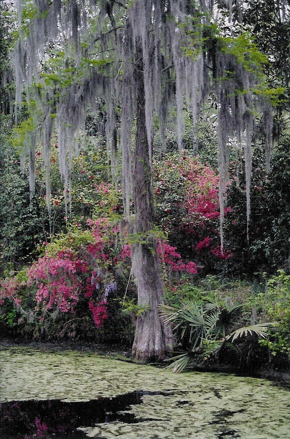 Charleston Photos: Mossy Tree