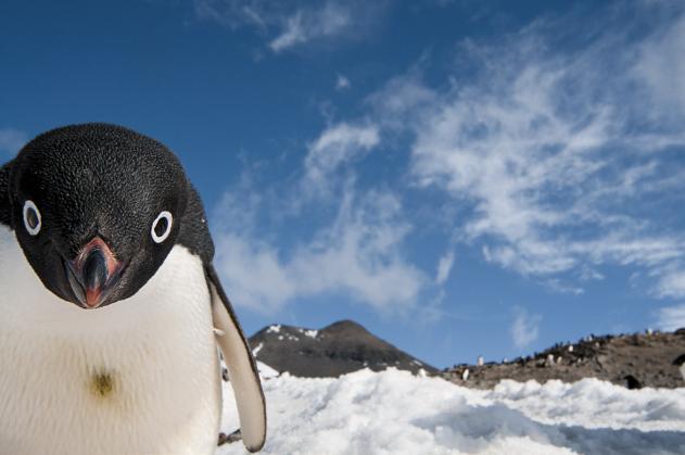 desde el LENTE: Steve Winter