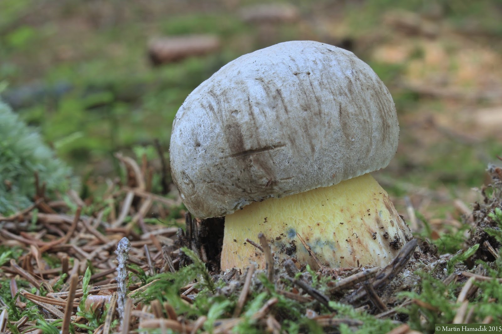 Martin Hamadak - Fotogalerie: Hřib medotrpký - Caloboletus radicans