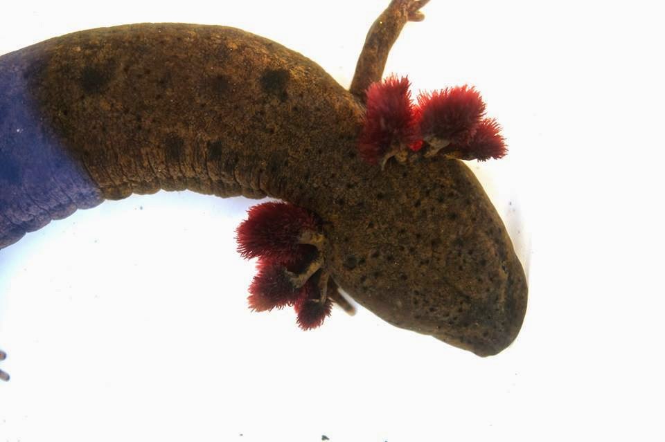 Herpedex: All the Herps I Have Seen In The Wild: Mudpuppies of Cook ...