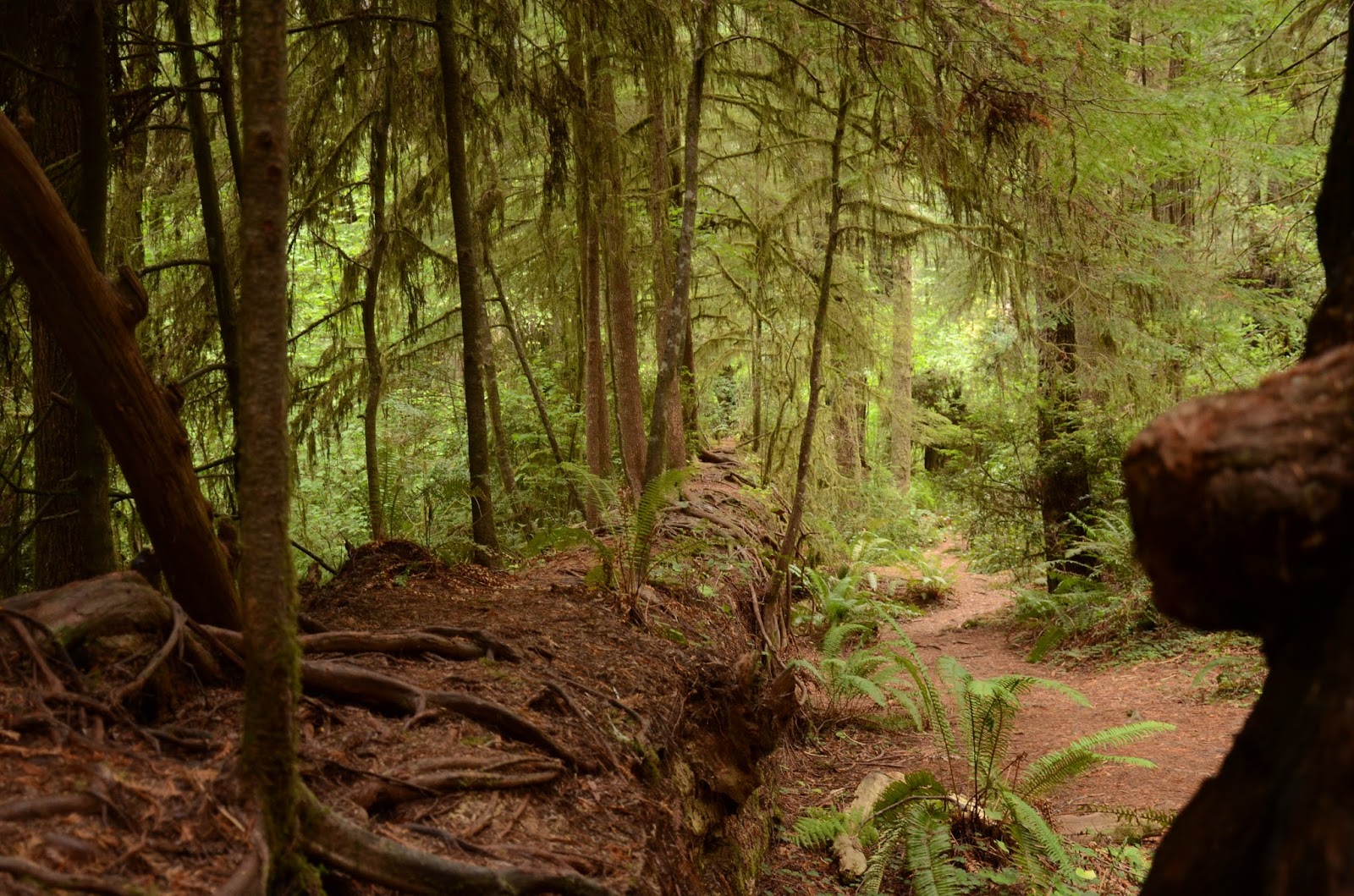 A fallen tree being reclaimed by the the redwood forest (taken near Mt ...