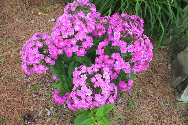 Gene's Garden: Hydrangea Season