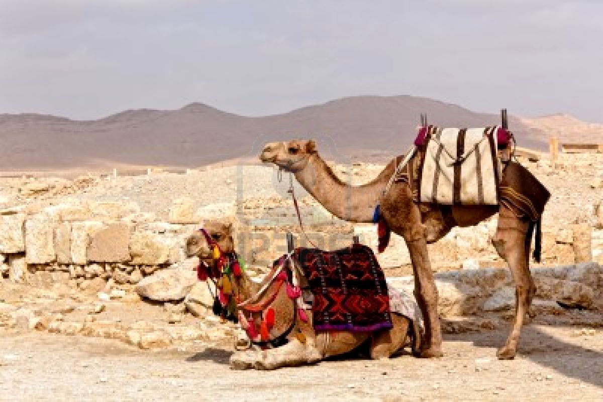 world's cultures face: syria