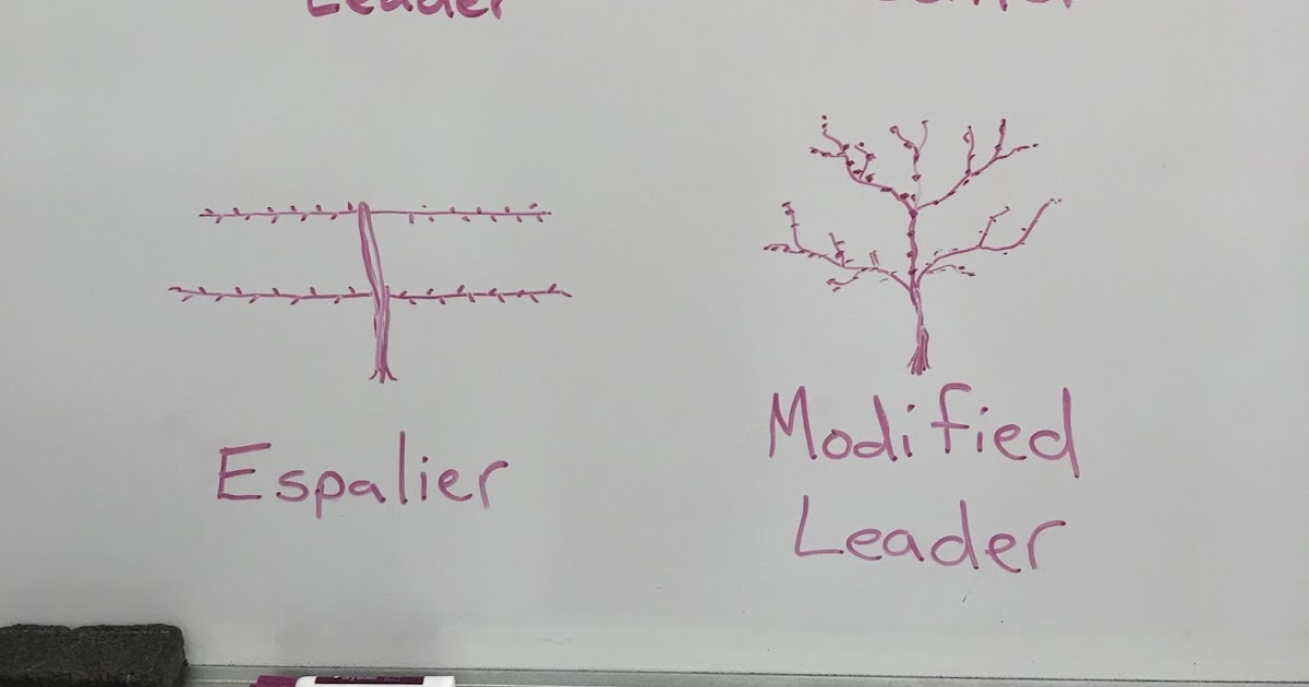 Fruit Tree Pruning at Its Best: 4 Common Fruit Tree Pruning Forms