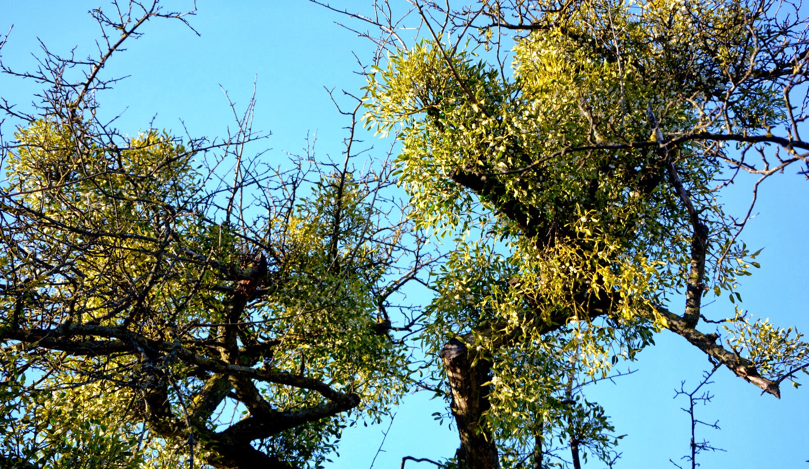 Naturpunkt: Hermann Hesse about trees, reflections “For me, trees have ...