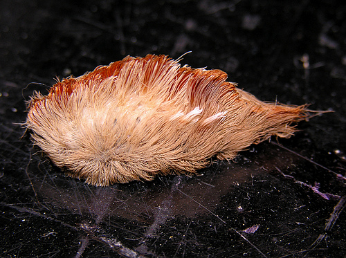 Cerita Asyik: Unik, Ulat Bulu Berbulu Kucing