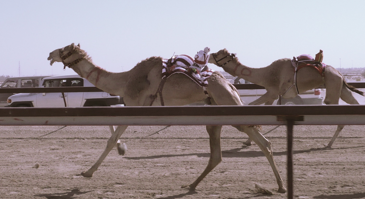 Doha Days: CAMEL RACING IN ABU DHABI