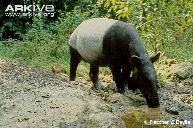 Klasifikasi Tapir (Tapirus indicus) - Biologi Edukasi: Belajar Sains ...