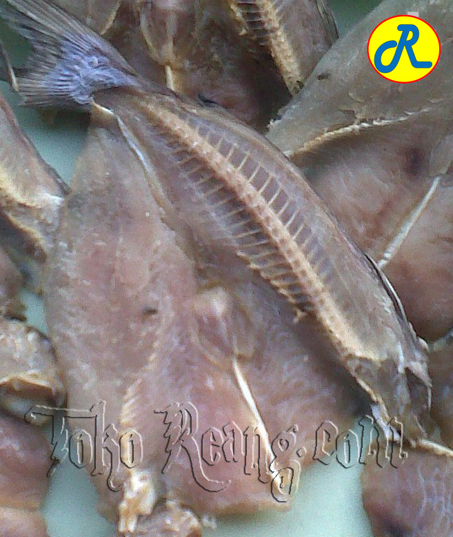 CC-U: Ikan Asin Jambal Roti Indramayu