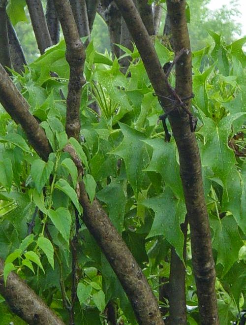 Así es Tlalpan: La Vegetación en Tlalpan