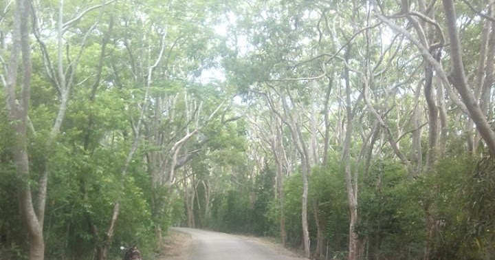 Salagdoong Molave Tree Forest and Beach Resort - Vibrant Visayas