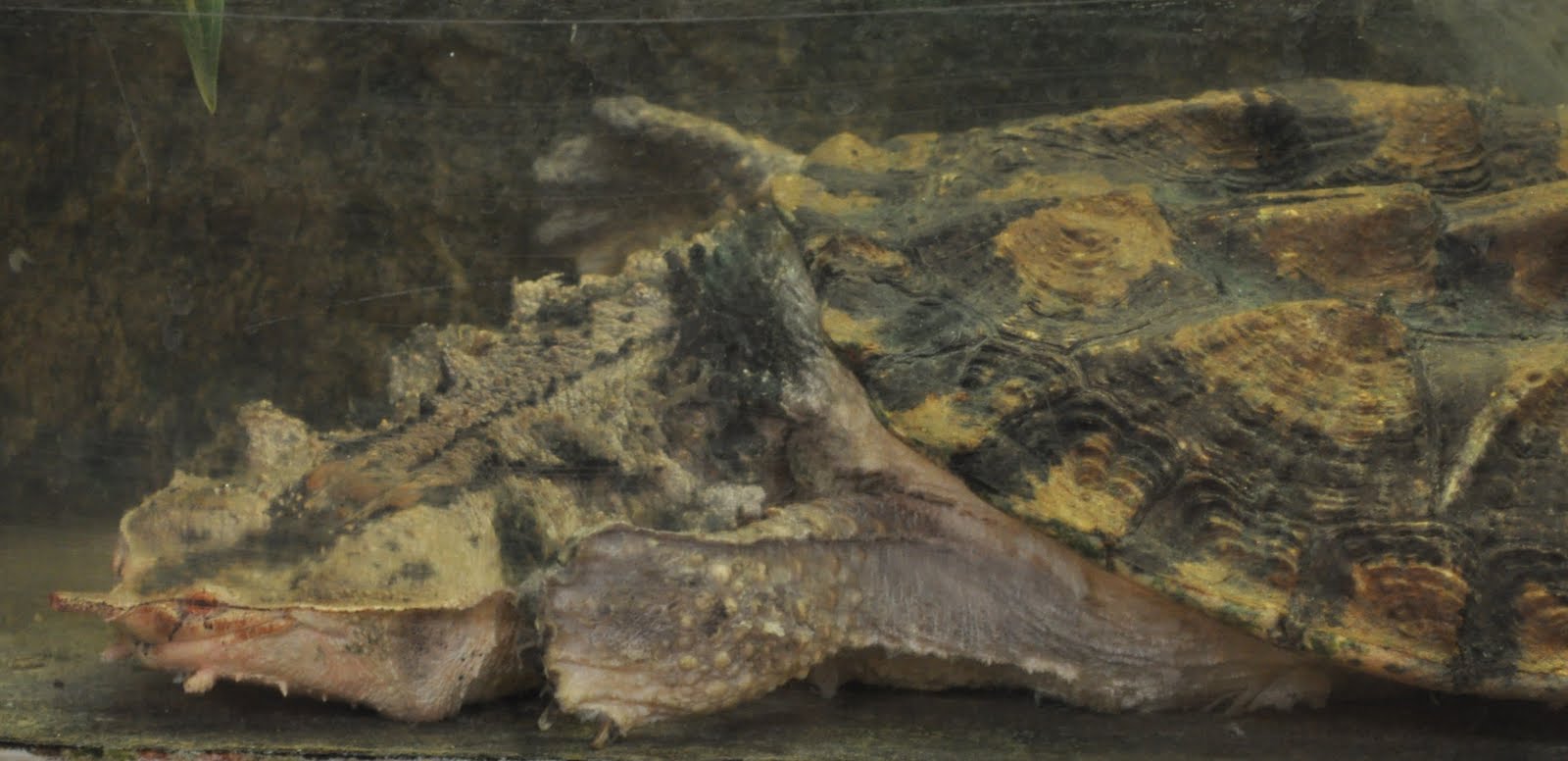 ZOOTOGRAFIANDO (6.100 ANIMALS): TORTUGA MATAMATA / MATA-MATA (Chelus ...