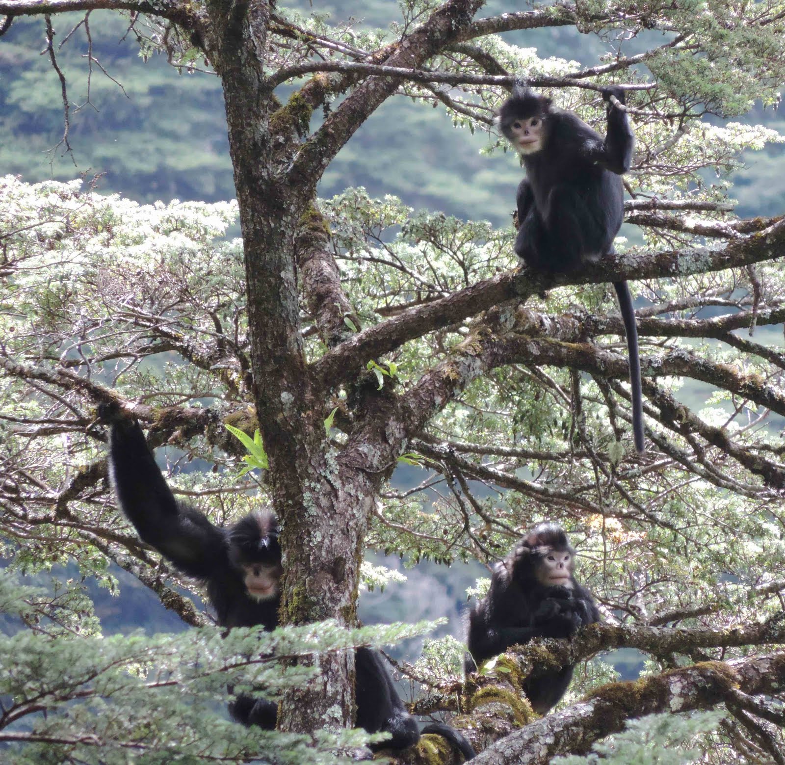 Species New to Science: [Mammalogy • 2016] The Critically Endangered ...