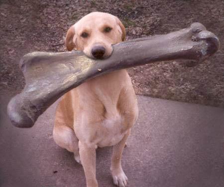 Why Do Dogs Guard Their Bones