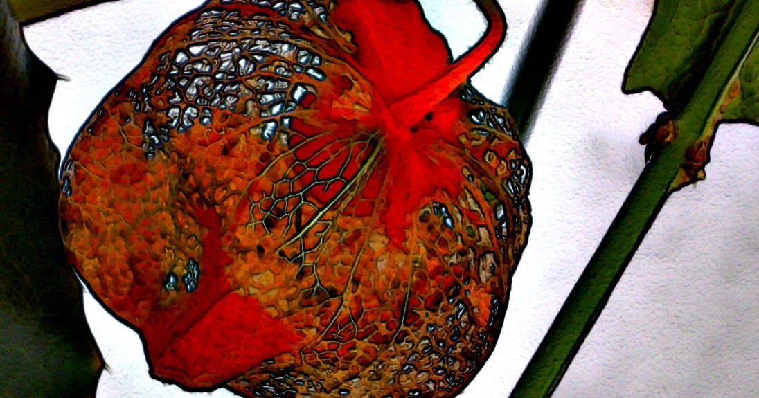Karen`s Nature Photography: Japanese Lantern Seed Pod on Snowy Background.