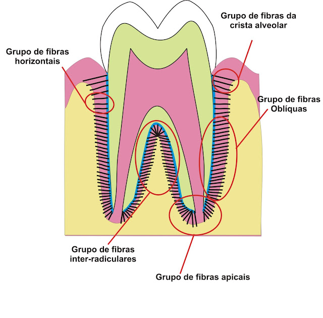 Aula de Periodontia - Anatomia, Histologia e Fisiologia do Periodonto ...
