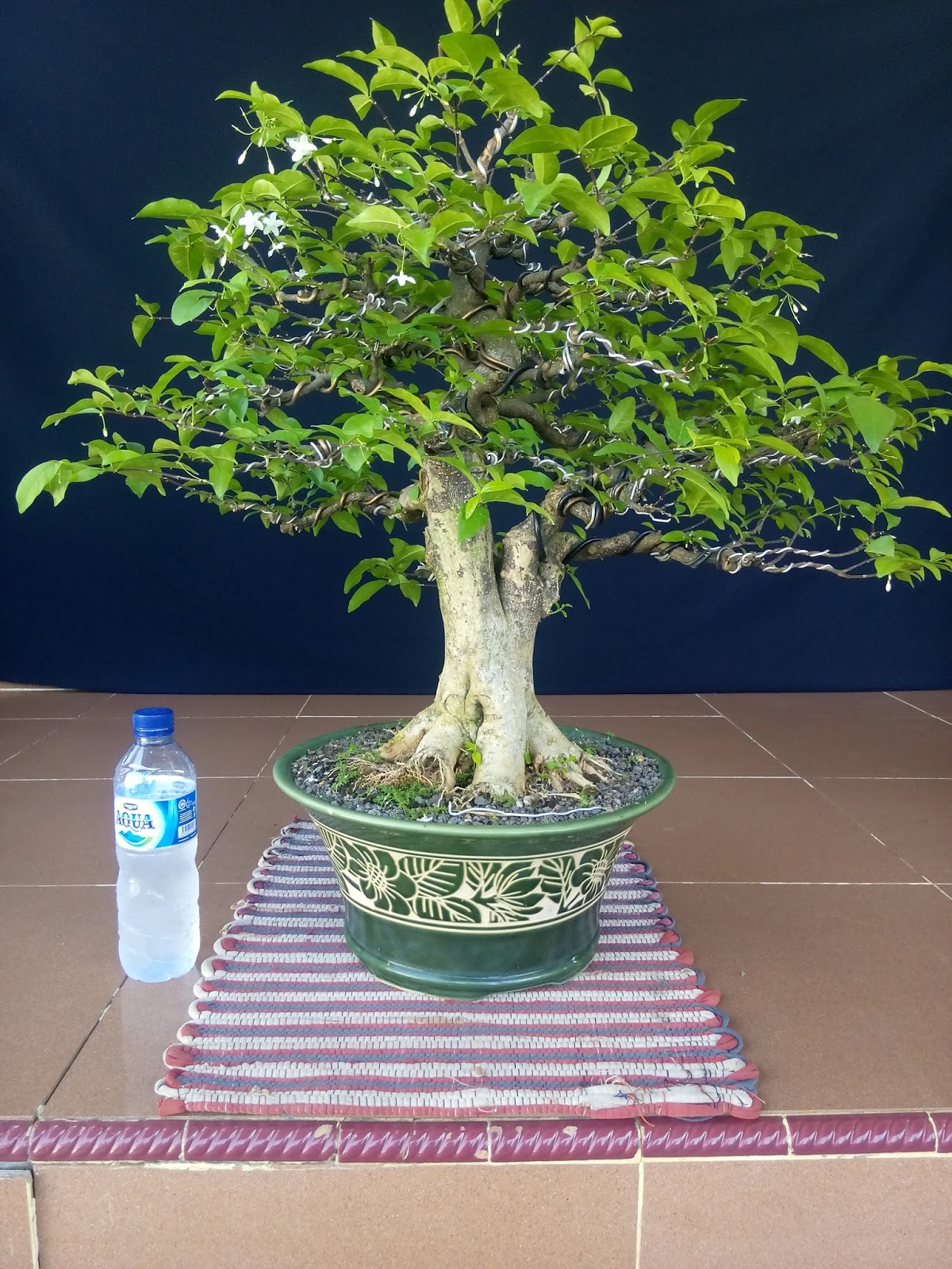 TANAMAN BONSAI BANJARMASIN: TANAMAN BONSAI ANTING PUTRI