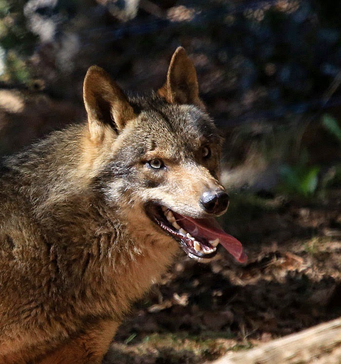 Foto-Natura-Huesca: LOBO IBÉRICO Canis_lupus_signatus Ángel Cabrera y ...