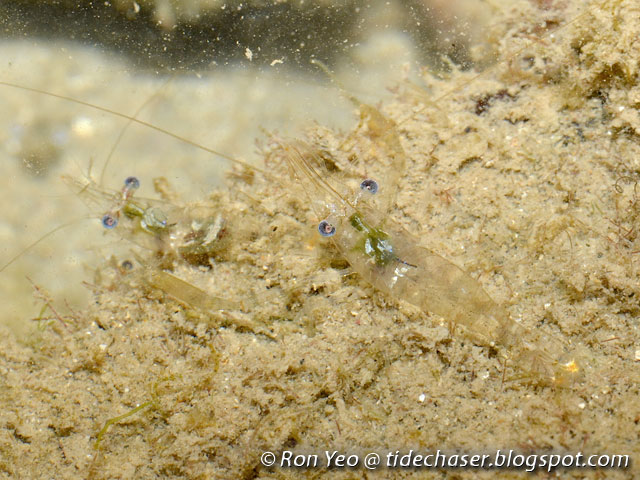tHE tiDE cHAsER: Caridean Shrimps (Phylum Arthropoda: Infraorder ...