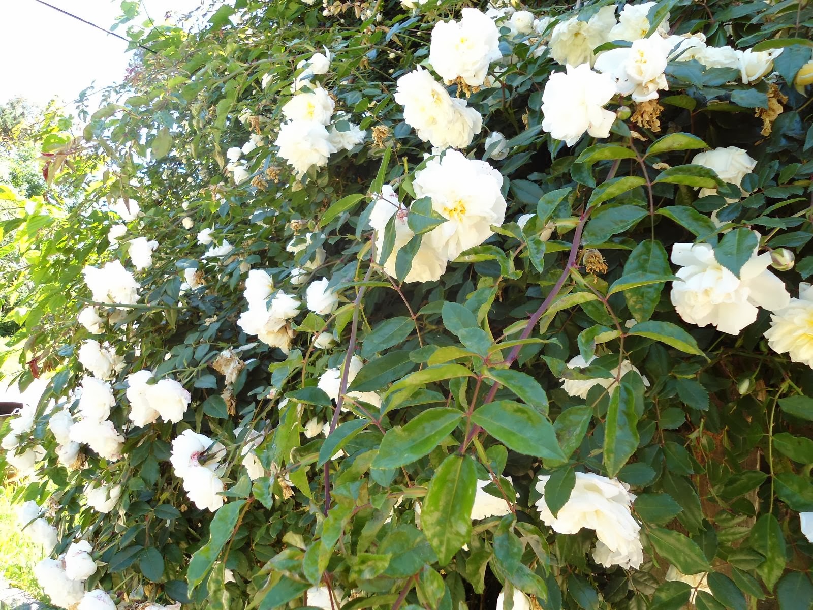 Terra Nostra: ROSA ALBERIC BARBIER - Rosa wichuraiana x 'Shirley Hibbard'