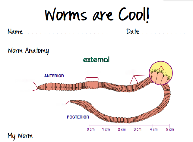 Fun For First: Worms!