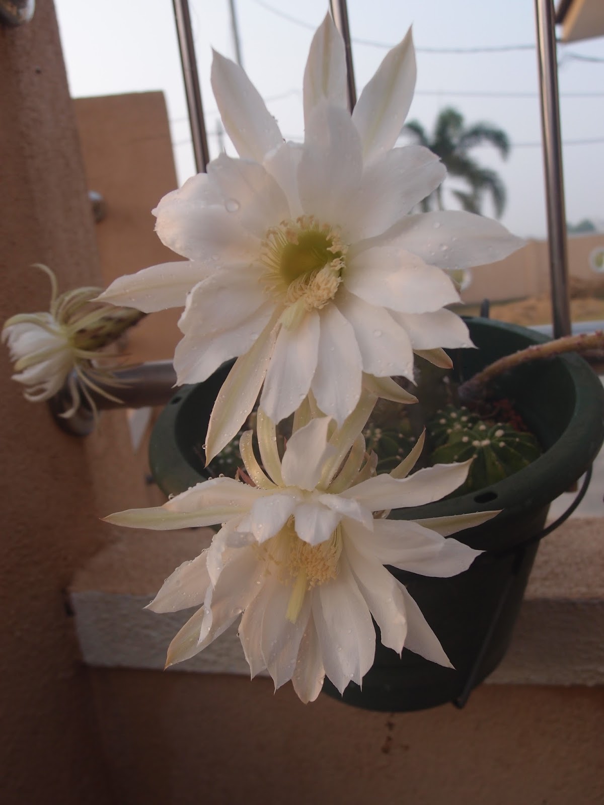 Xing Fu: WHEN CACTUS FLOWERS BLOOM