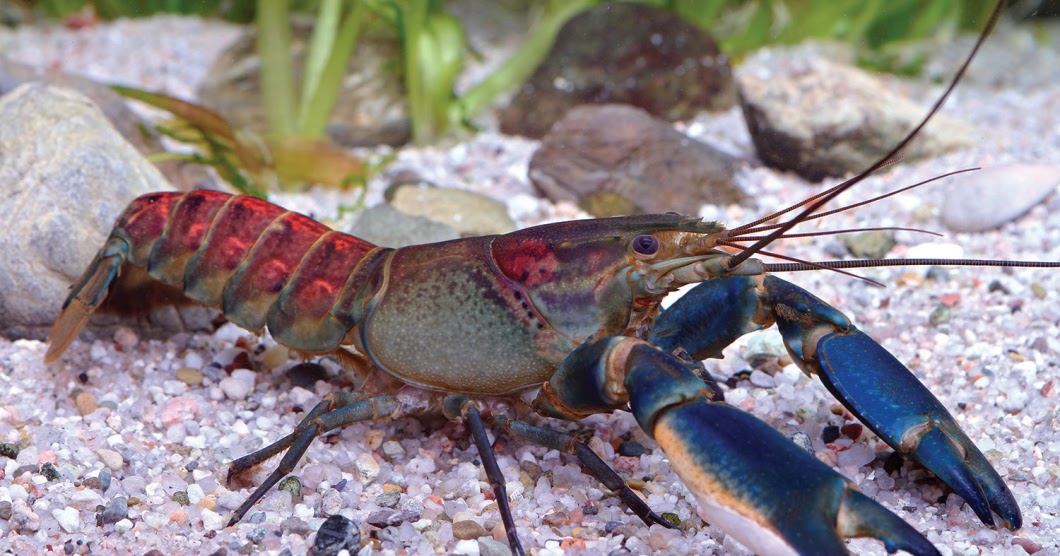 Ditemukan Spesies Baru Udang Karang Endemik di Papua Barat - Biologizone