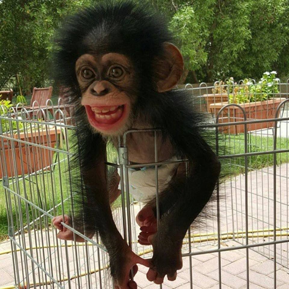 Zoo News Digest: Primate Trade in the UAE