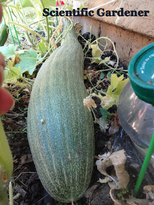 The Scientific Gardener: 2016 Long Dark Armenian