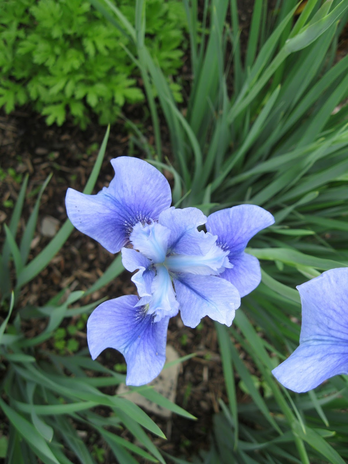 Plants and Stones: Siberian Iris 2013