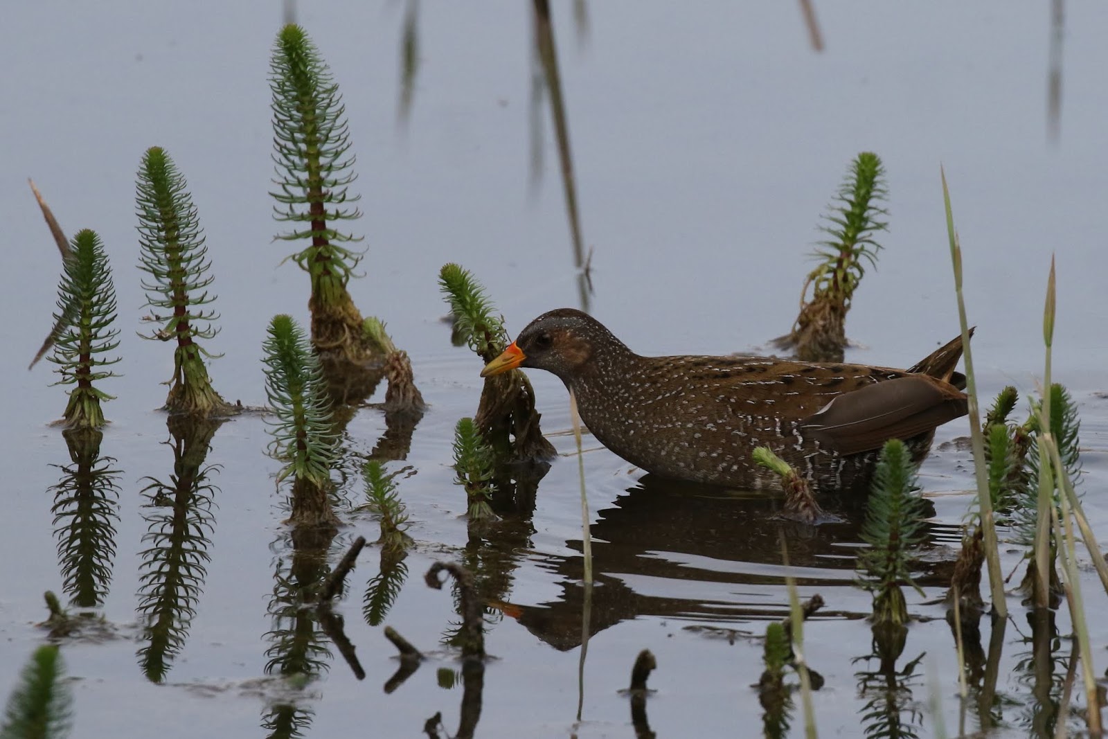 Gateshead and Beyond: Spotted Crake