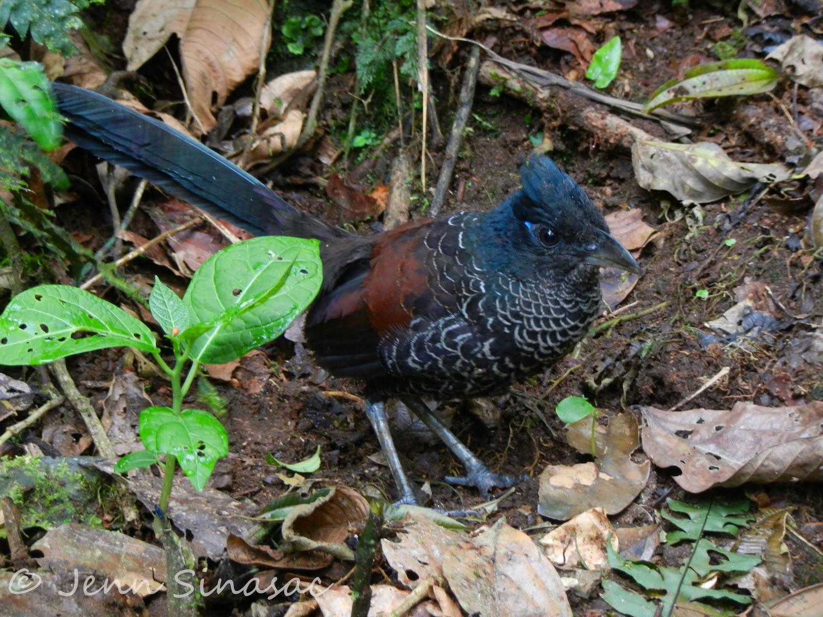 Experience Nature: A Very Special Bird