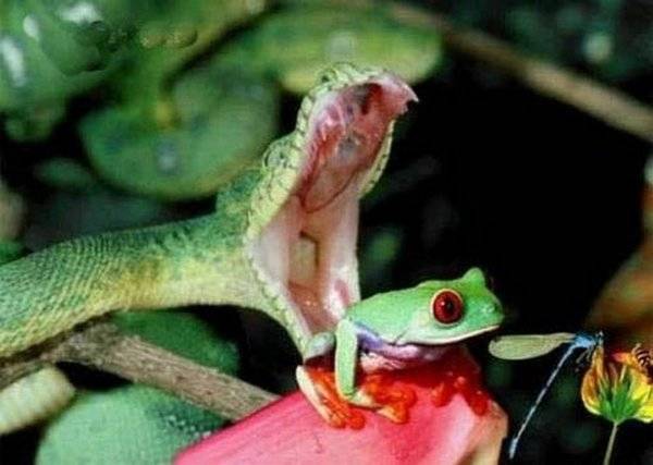 Dangerous snakes: 27 Pictures of a Snake Attack