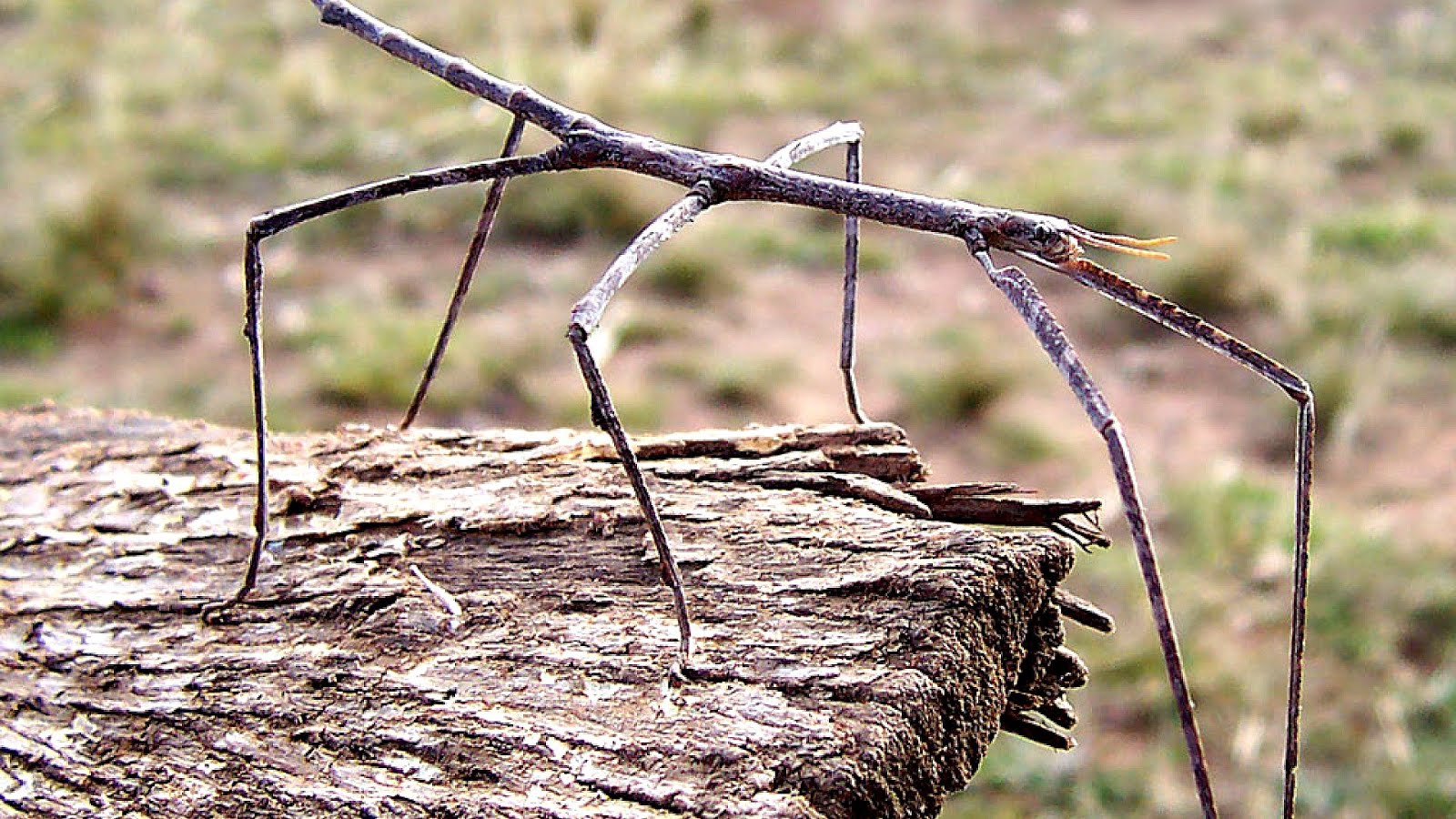 Are Stick Bugs Endangered - Danger Choices