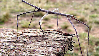 Are Stick Bugs Endangered - Danger Choices