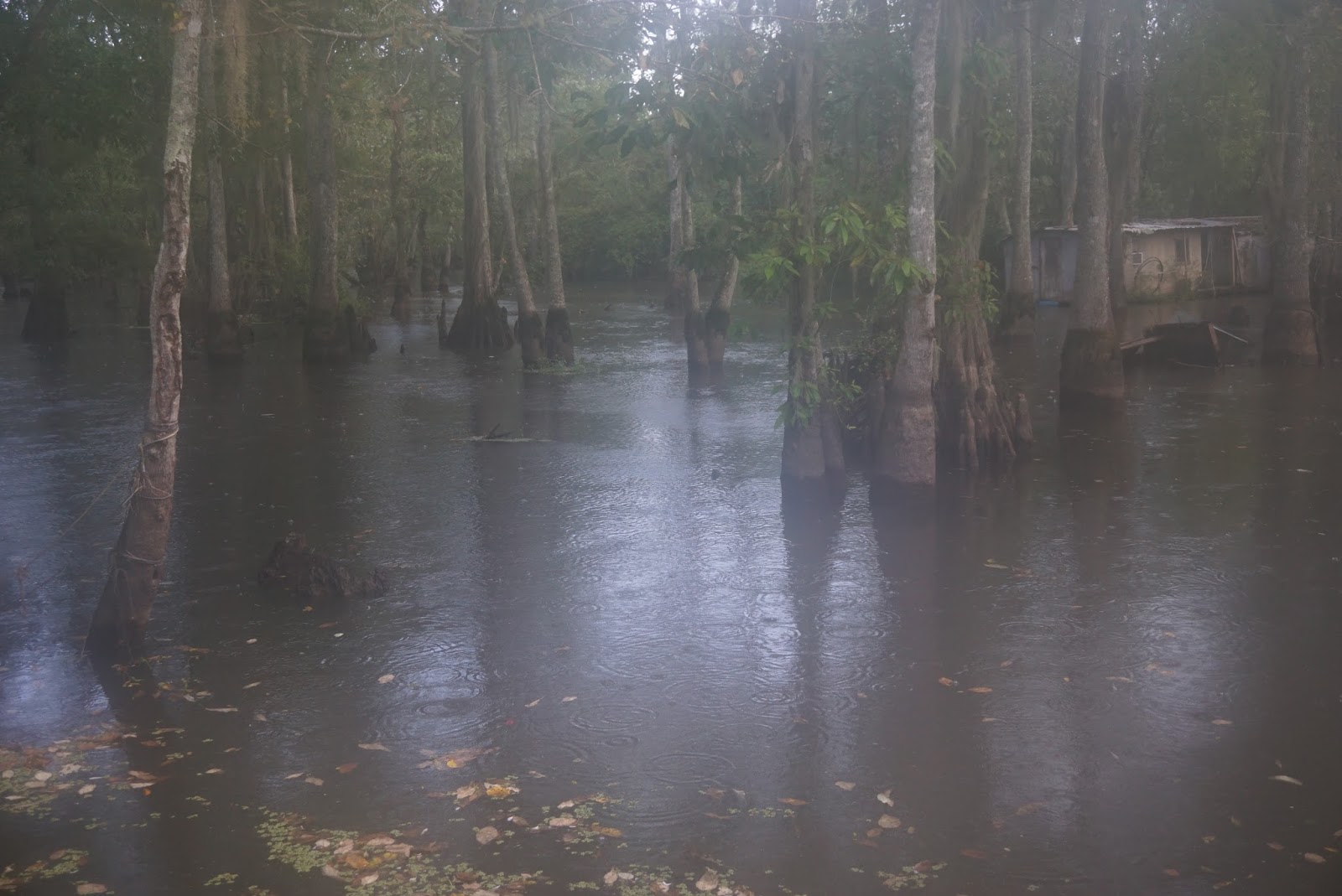 Honey Island Swamp Tour