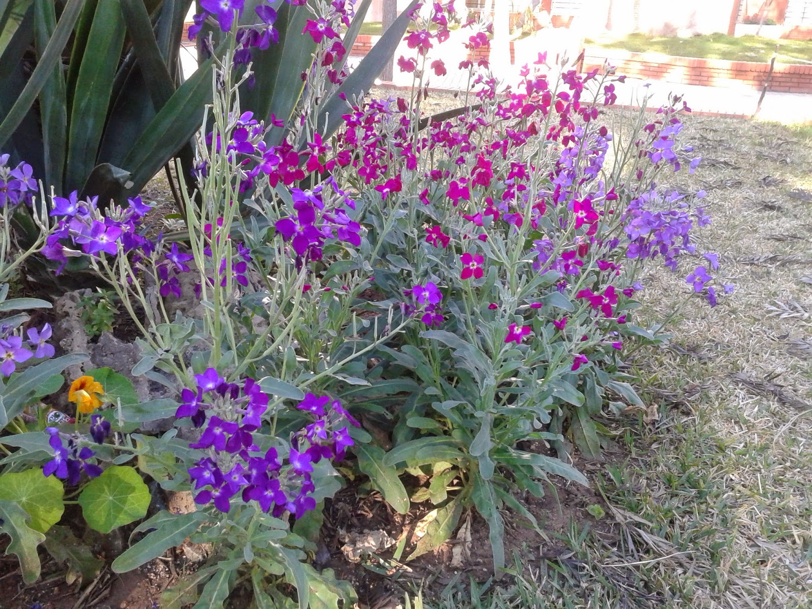 AGRARIA HUERTA SALAMA: LOS ALHELÍES EN FLOR