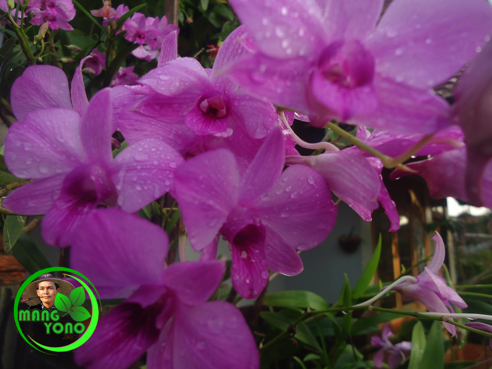 37+ Bunga Desa Lirik