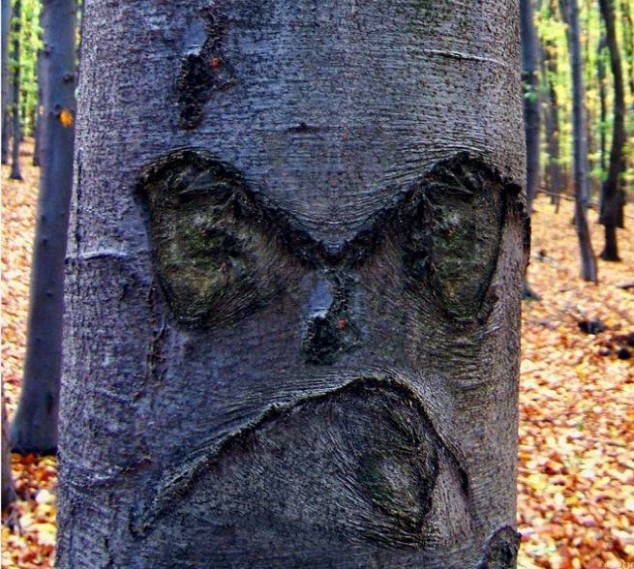 breathe it all in. love it all out.: This tree is really angry ...