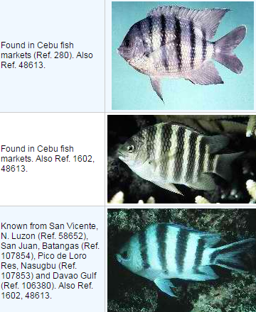 List of Commercial Fish in the Philippines