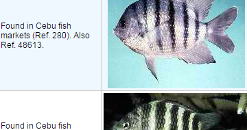 List of Commercial Fish in the Philippines - LISTPH