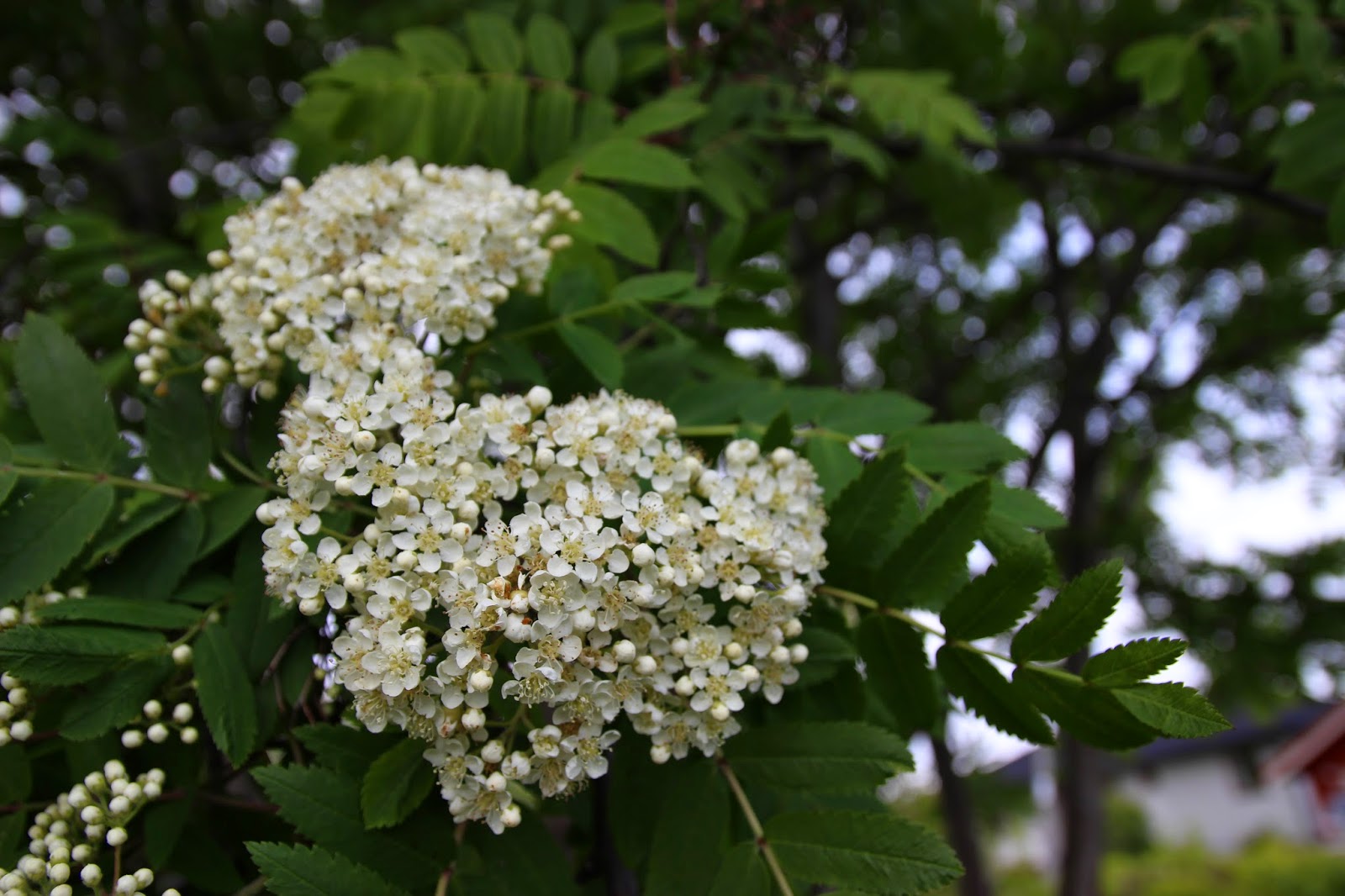 Systematisere trær og blomster