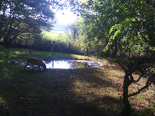 Ponds in schools and nurseries | Creative STAR Learning | I'm a teacher ...