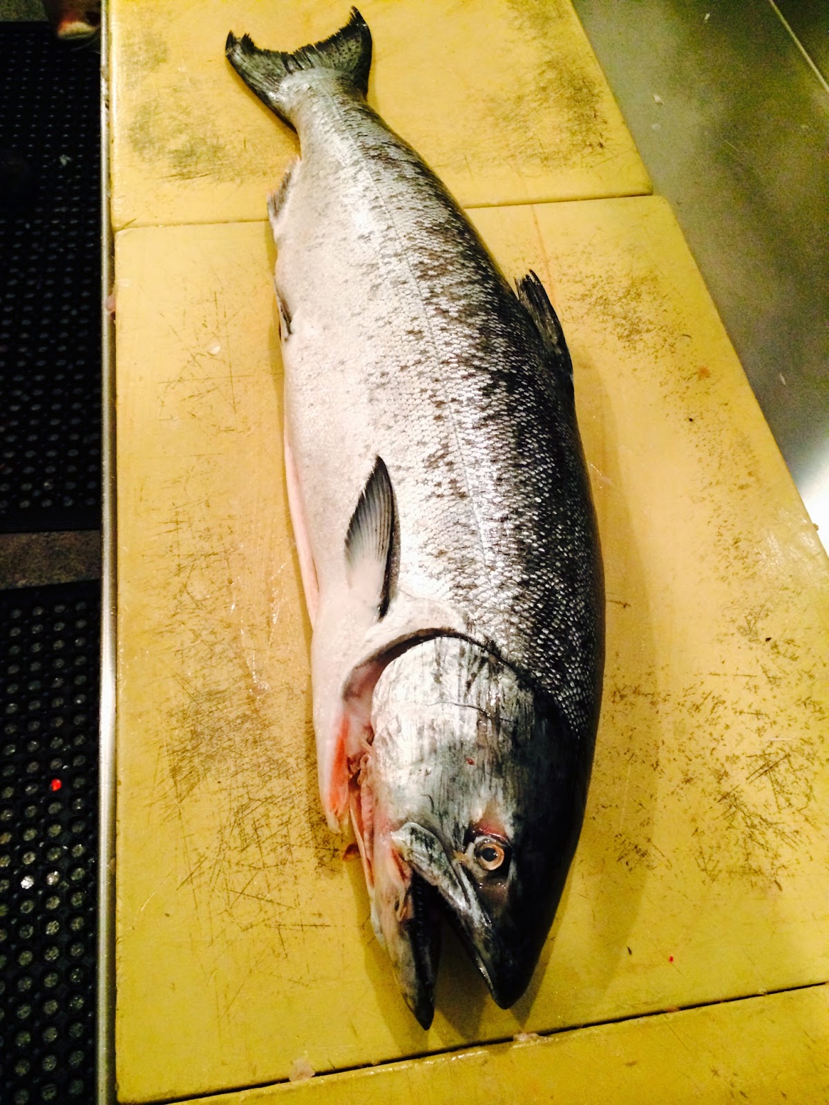 The Edible Ocean: Wild Salmon Season