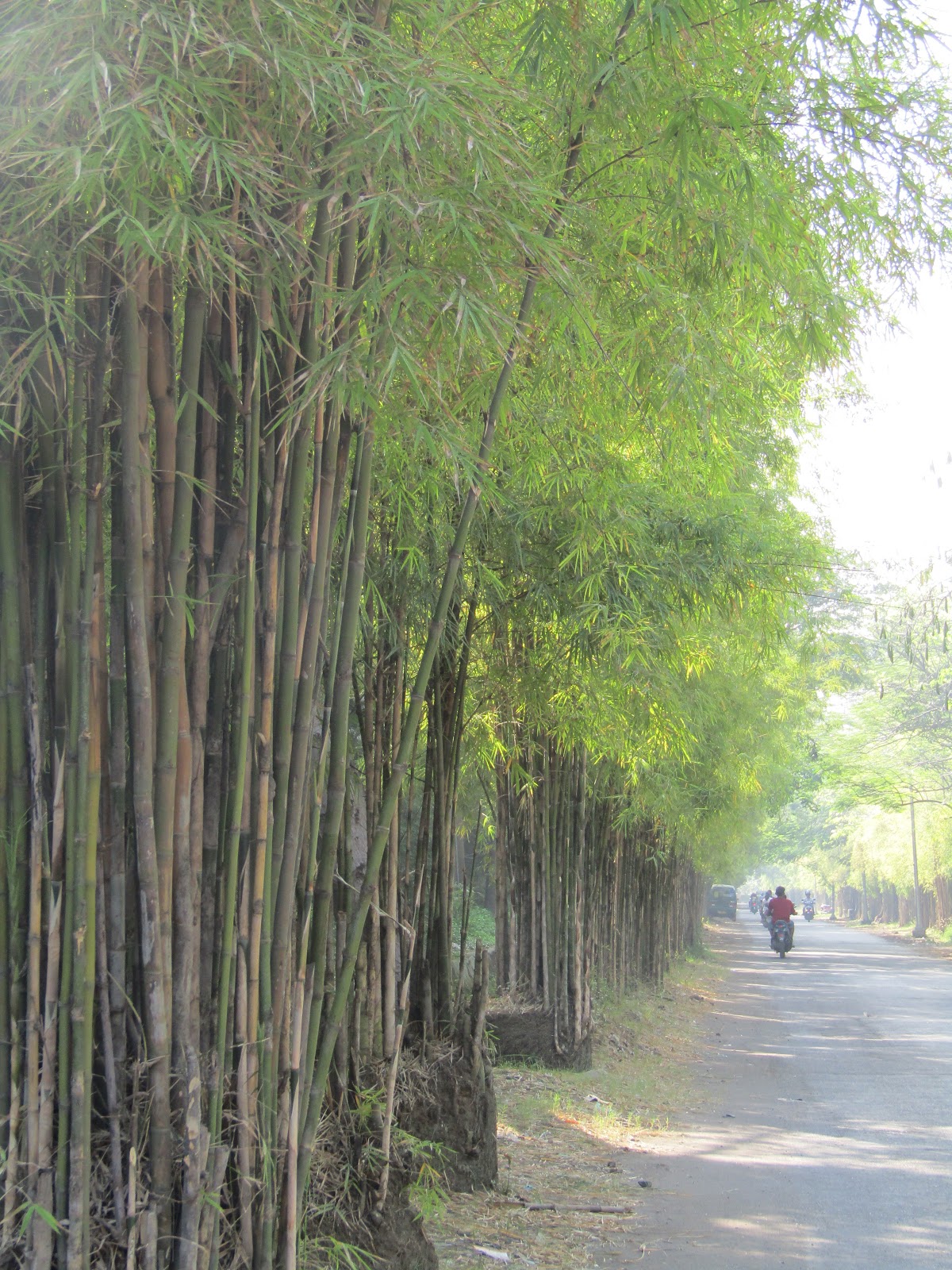 surabayakeren: Kebun Bambu Keputih, Taman Sakura (Surga Selfie Surabaya)
